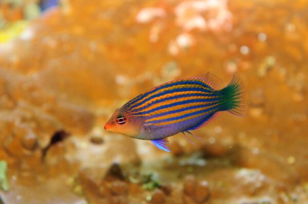 How to Cure Black Spot Disease On Aquarium Fish - hygger