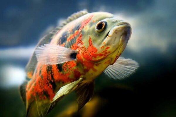 What Are The Signs of A Sick Oscar Fish - hygger