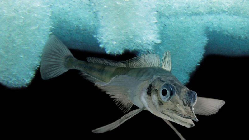 Aquarium Anecdote – Fun Facts About Fish - hygger