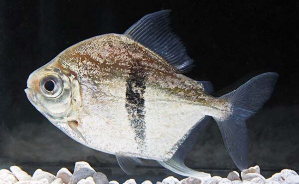 Keep Good Silver Dollar Fish in Tank - hygger