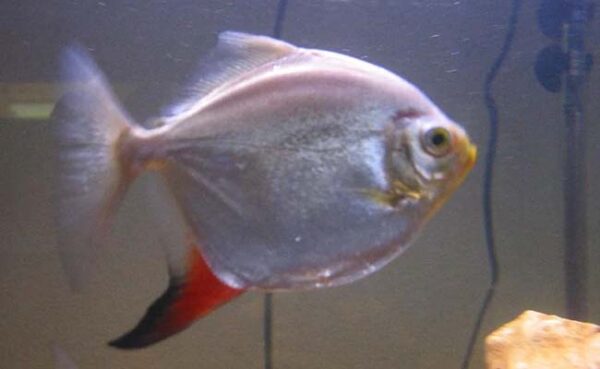 Keep Good Silver Dollar Fish in Tank - hygger