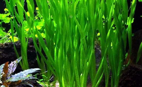 The Aquarium Plant Wonder of Vallisneria - hygger