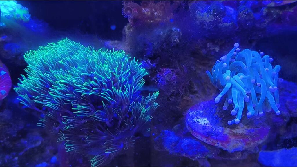 Advice for Beginners in the Marine Aquarium Hobby - hygger