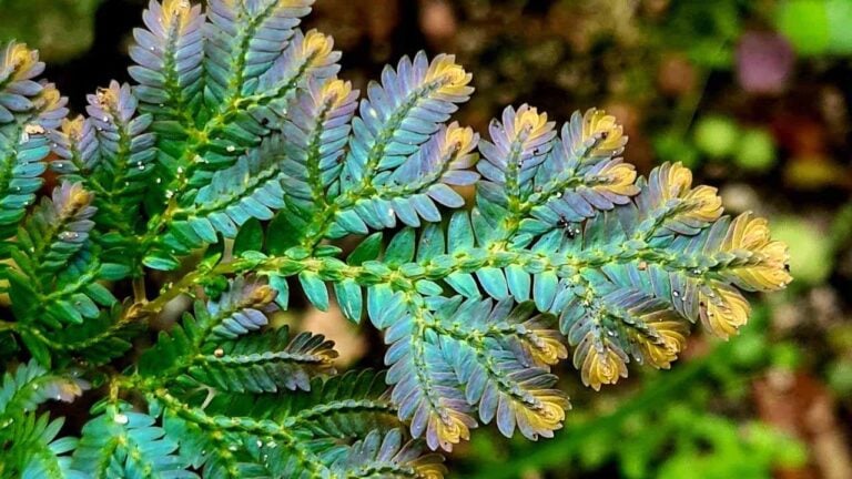 Grow And Care for Selaginella Plant in House - hygger