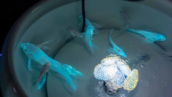 Legends and Significance of the Koi Fish - hygger