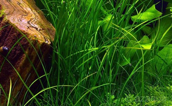 The Aquarium Plant Wonder of Vallisneria - hygger