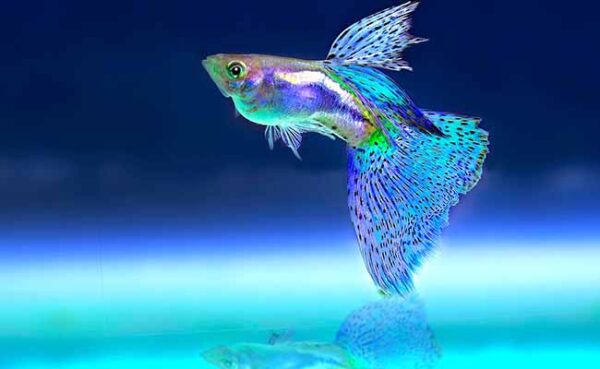 More Colorful Temperate Aquarium Fish - hygger