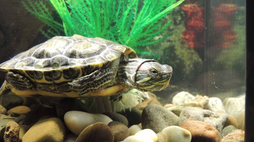 Do a Complete Turtle Tank Set Up - hygger