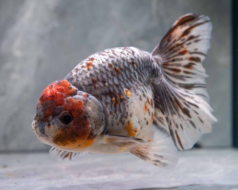 Fancy Goldfish Keeping Advices for Beginners - hygger