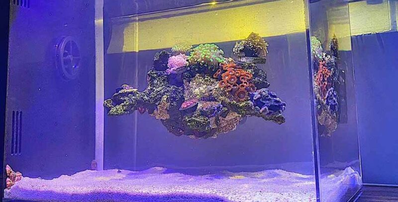 How to Own a Floating Coral Reef Tank - hygger