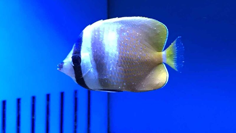 Marine Fish Diseases Symptoms and Treatments - hygger