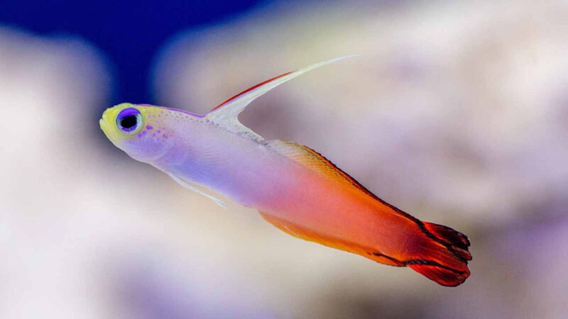 Marine Fish Diseases Symptoms and Treatments - hygger