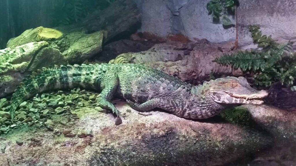 Overview Facts and Information of Caimans - hygger