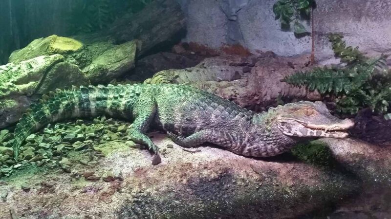 Overview Facts and Information of Caimans - hygger