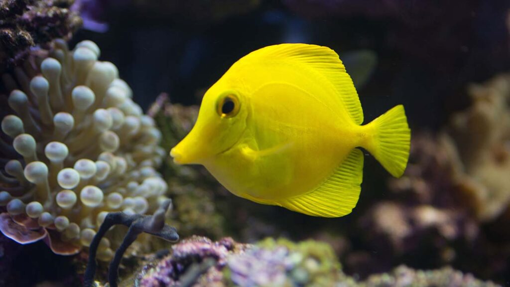 Biota Yellow Tang Care Advice and Info - hygger