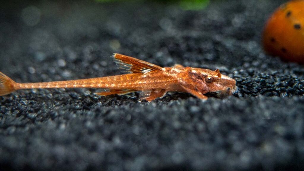 Catfish Named for the Prominent Barbels - hygger