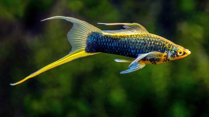 How Many Swordtail Fish Fit in 55 Gallon Fish Tank - hygger