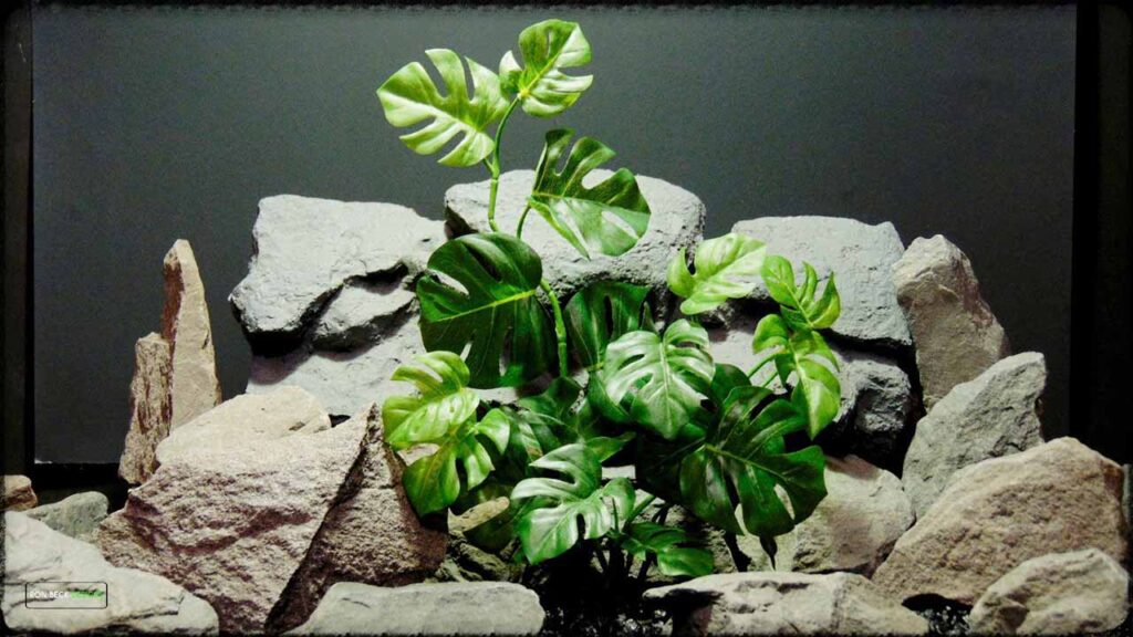 Is Monstera Deliciosa Safe to Grow in Aquarium - hygger