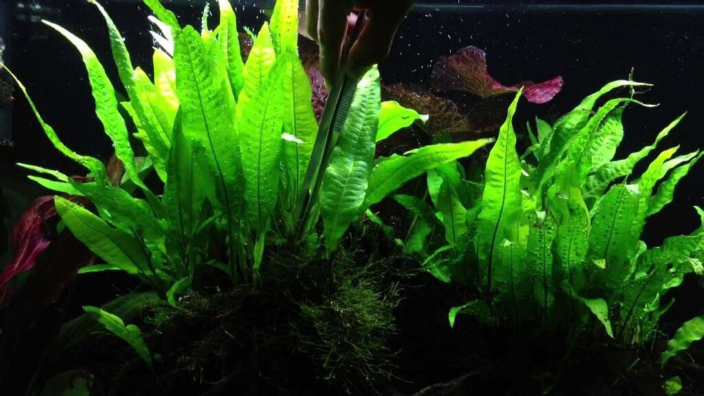 The Microsorum Java Fern for Aquariums - hygger