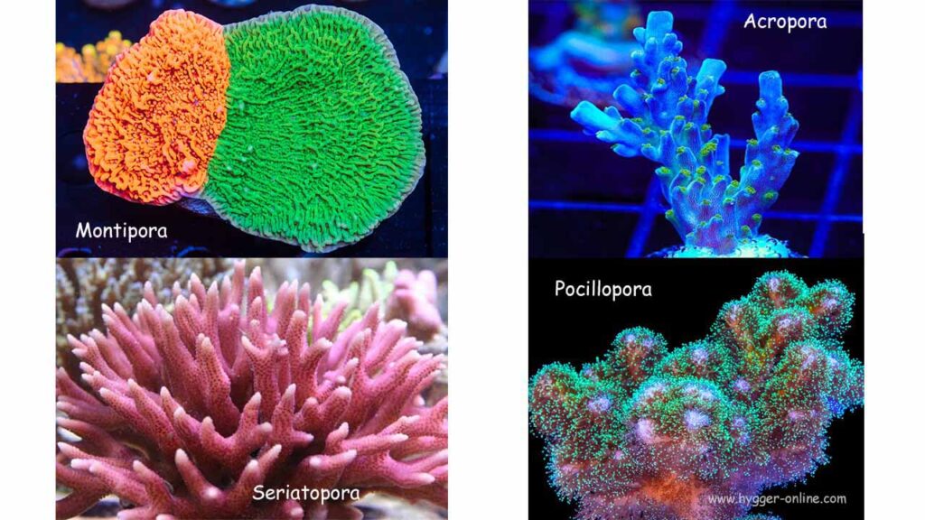 Can It Mix LPS, SPS Corals and Soft Corals in Tank - hygger