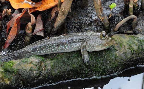 What is The Type of Fish That Can Not Swim - hygger