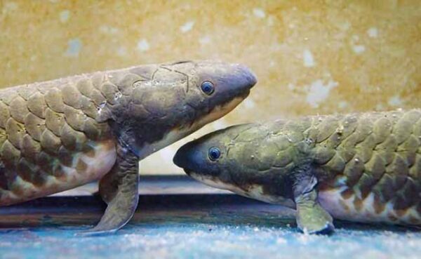 What is The Type of Fish That Can Not Swim - hygger