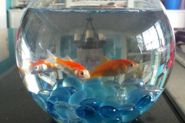 Why Do Carnival Goldfish Die So Fast - hygger