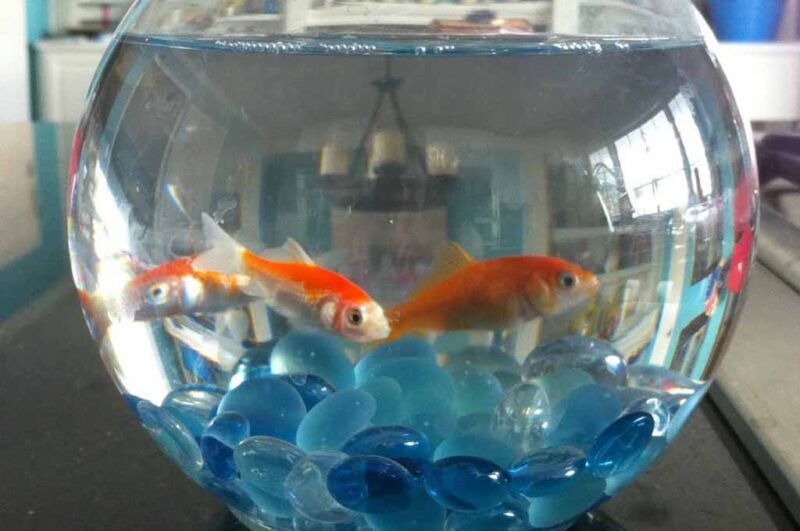 Why Do Carnival Goldfish Die So Fast - hygger