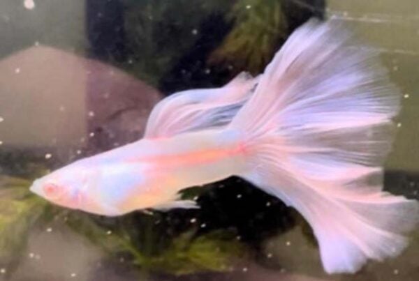 What Are the Most Popular Guppy Fish - hygger