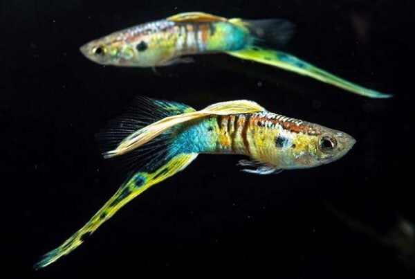 What Are the Most Popular Guppy Fish - hygger
