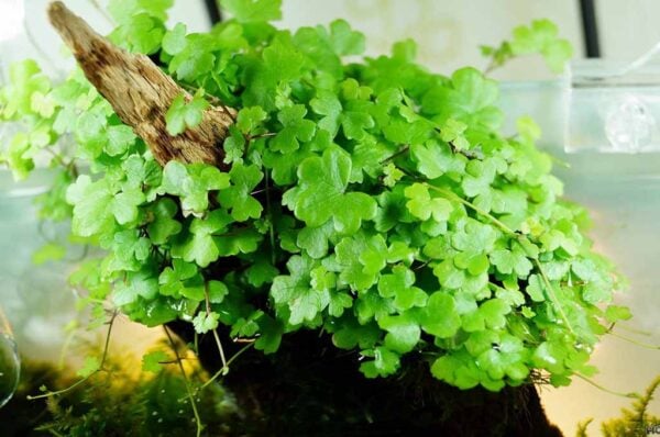 Does Hydrocotyle Tripartita Need CO2 - hygger