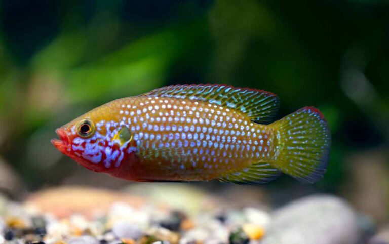 How Do Cichlid Fish Get Their Color - hygger