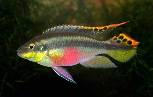 How Do Cichlid Fish Get Their Color - hygger
