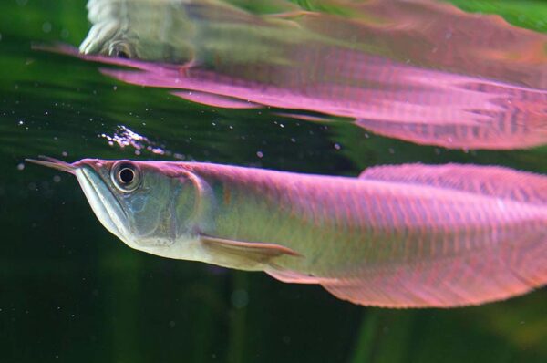 Silver Arowana Fish Careness Closeup - hygger