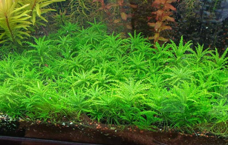 Surperising Pogostemon Helferi in Aquascape - hygger