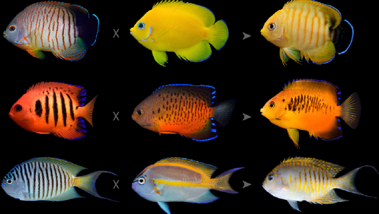 What Species of Fish Have Distinct Breeds - hygger