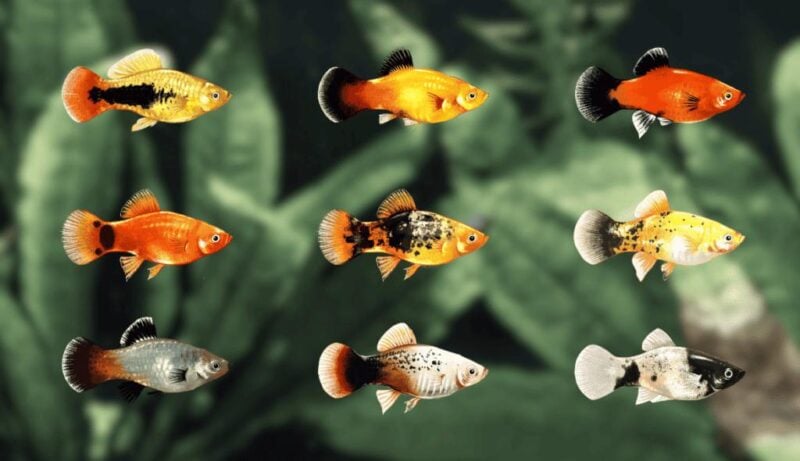 What Species of Fish Have Distinct Breeds - hygger