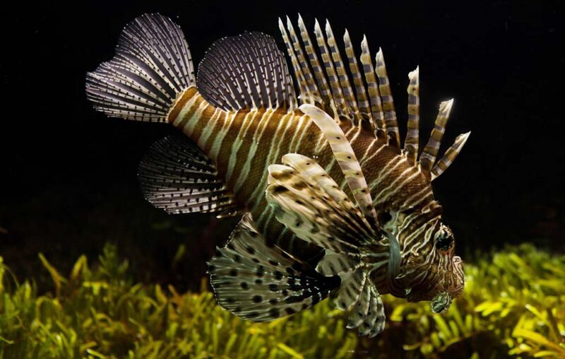 Aquarium Fish Food Feeding Schedule - hygger