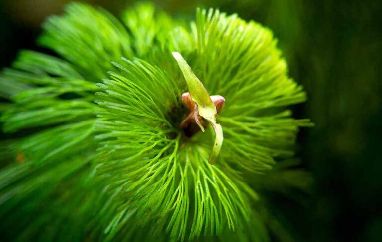 Cabomba Aquatica Owns Beautiful Foliage - hygger