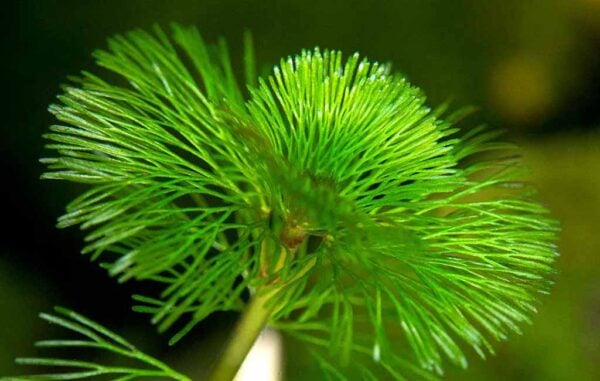 Cabomba Aquatica Owns Beautiful Foliage - hygger