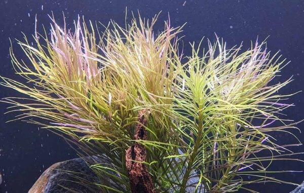 Easy Stem Plant Pogostemon Stellatus - hygger