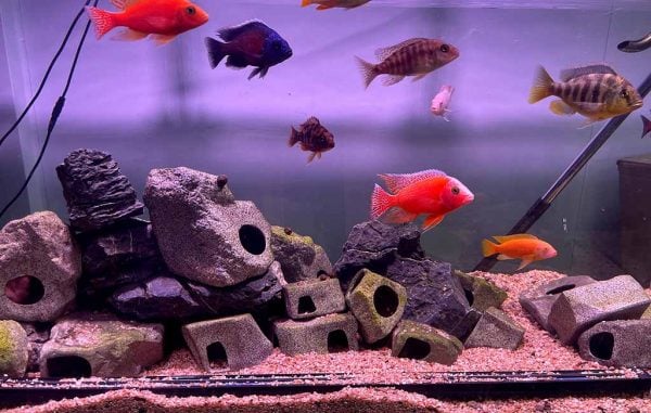 Slate Shale or Marble for African Cichlid Aquarium - hygger