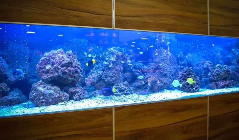 Where to Place an Aquarium for Fishkeeping - hygger