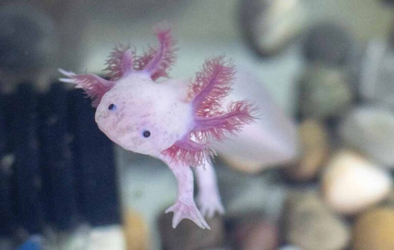 Aquatic Amphibians Axolotl Facts and Abilities - hygger