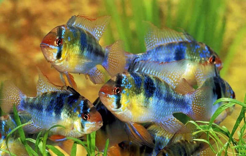 Exaggerated Aquarium Pet Fish Stories - hygger