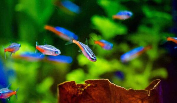 Fungal Infection Fish Treatment and Prevention - hygger