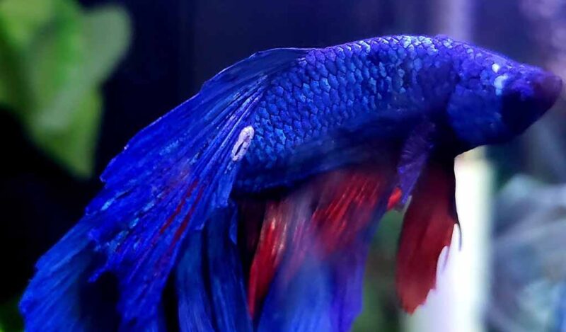 Fungal Infection Fish Treatment and Prevention - hygger
