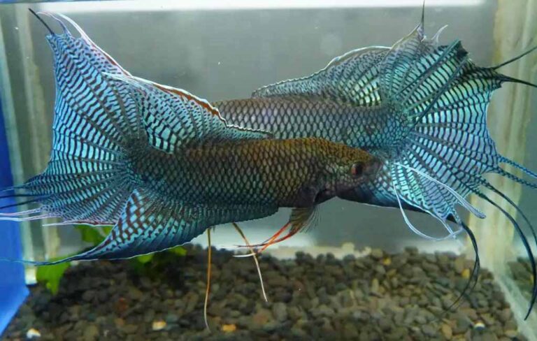 Hardy Rainbow Paradise Fish Basic Info - hygger