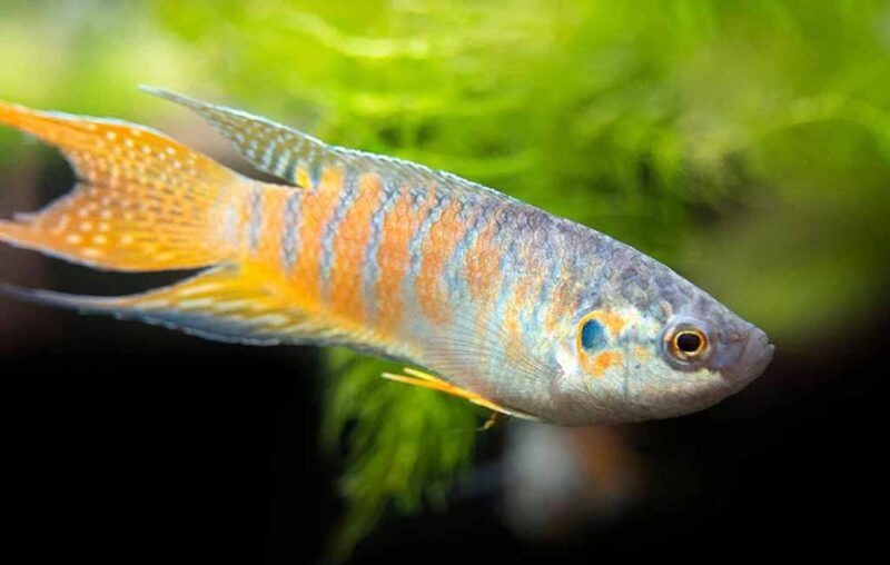 Hardy Rainbow Paradise Fish Basic Info - hygger