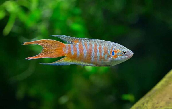 Hardy Rainbow Paradise Fish Basic Info - hygger